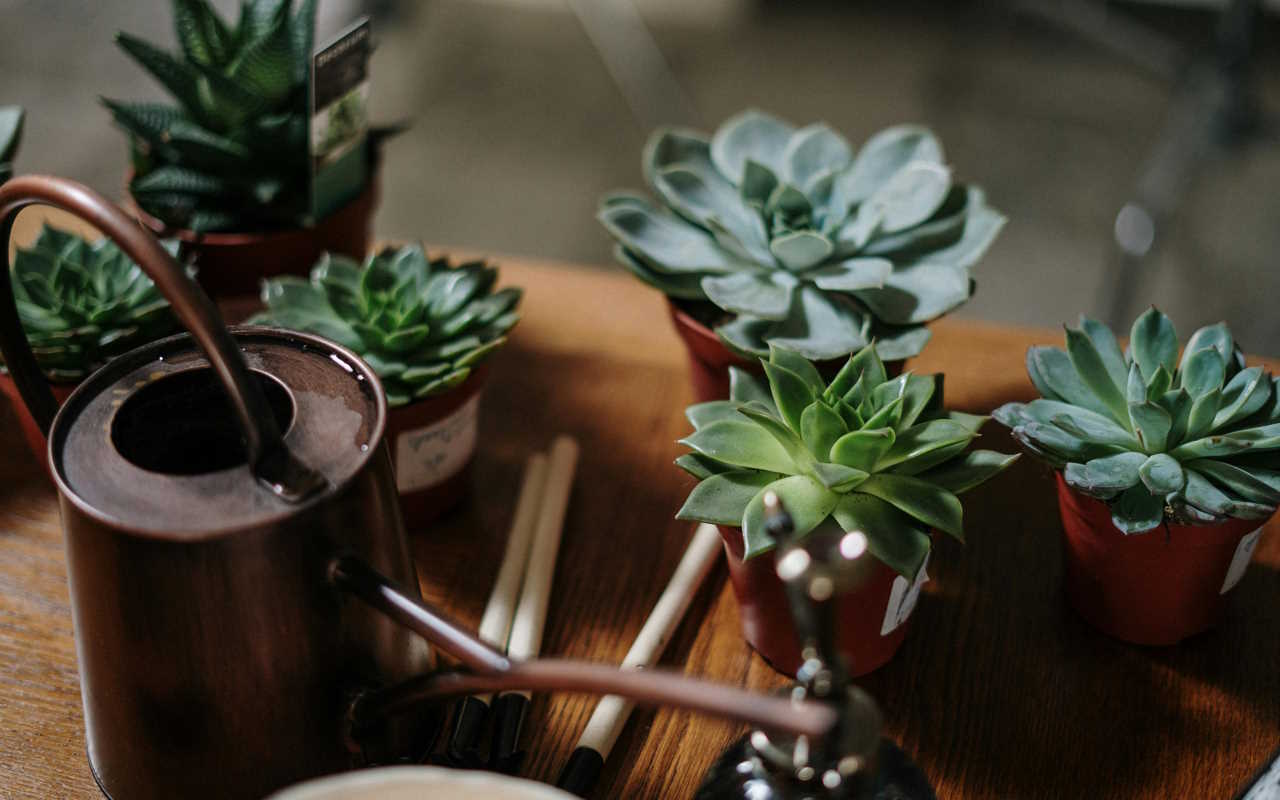 Les succulentes pour aménager son jardin, pourquoi et comment ? - Conseilsjardinage.com